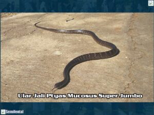 Ular Jali Ptyas Mucosus Super Jumbo - Ular Yang Paling Ampuh Melawan ...