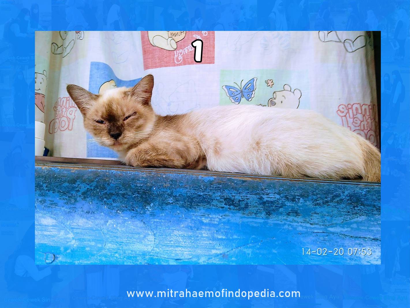 5 Gambar Kucing Terlucu dan Terbaik Versi HA EM Trending - Mitra HA EM ...